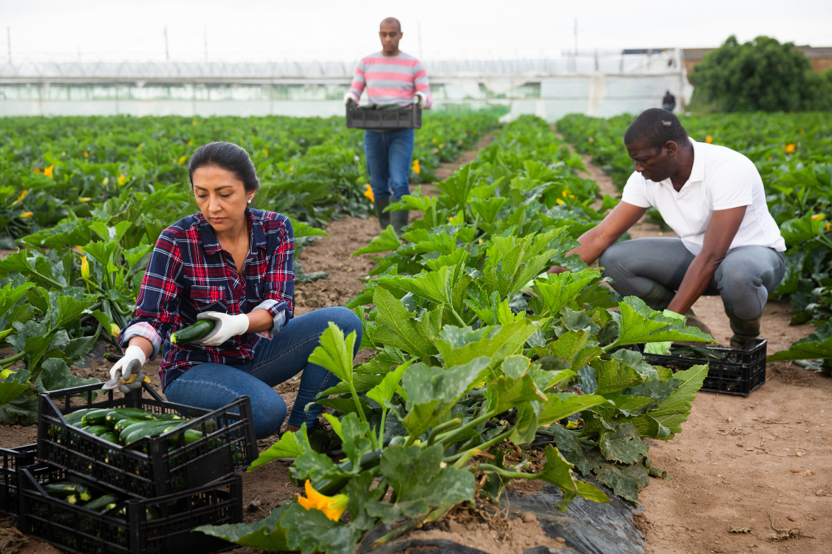 Qualifying for the H-2A Visa Program | Workforce PayHub